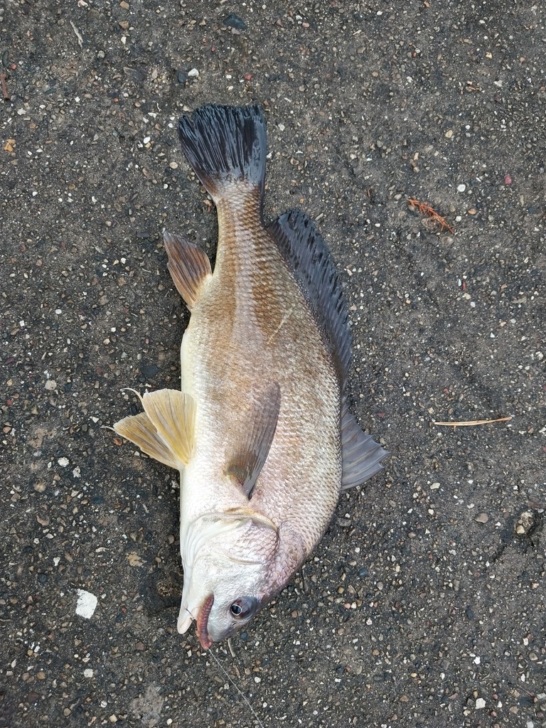 Freshwater Drum from Dane County, WI, USA on August 13, 2023 at 03:10 ...