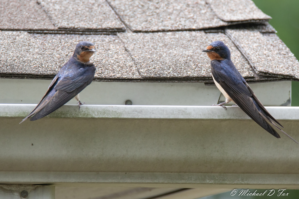 Barn Swallow from Fannin County, TX, USA on June 17, 2017 at 11:43 AM by Michael D Fox · iNaturalist