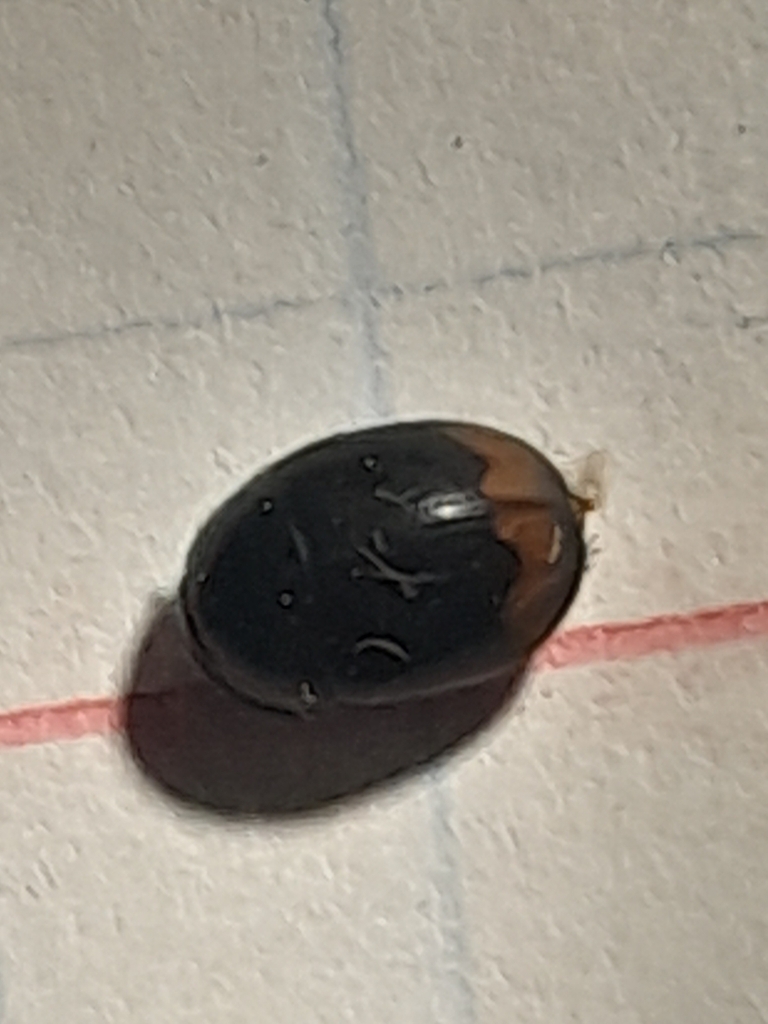 Sphaeridiinae from Оренбургская обл., Россия, 461505 on August 10, 2023 ...