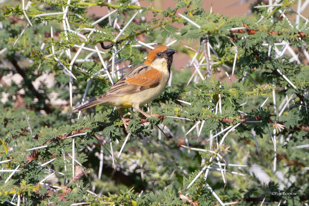 (Passer castanopterus fulgens) - Avian Discovery