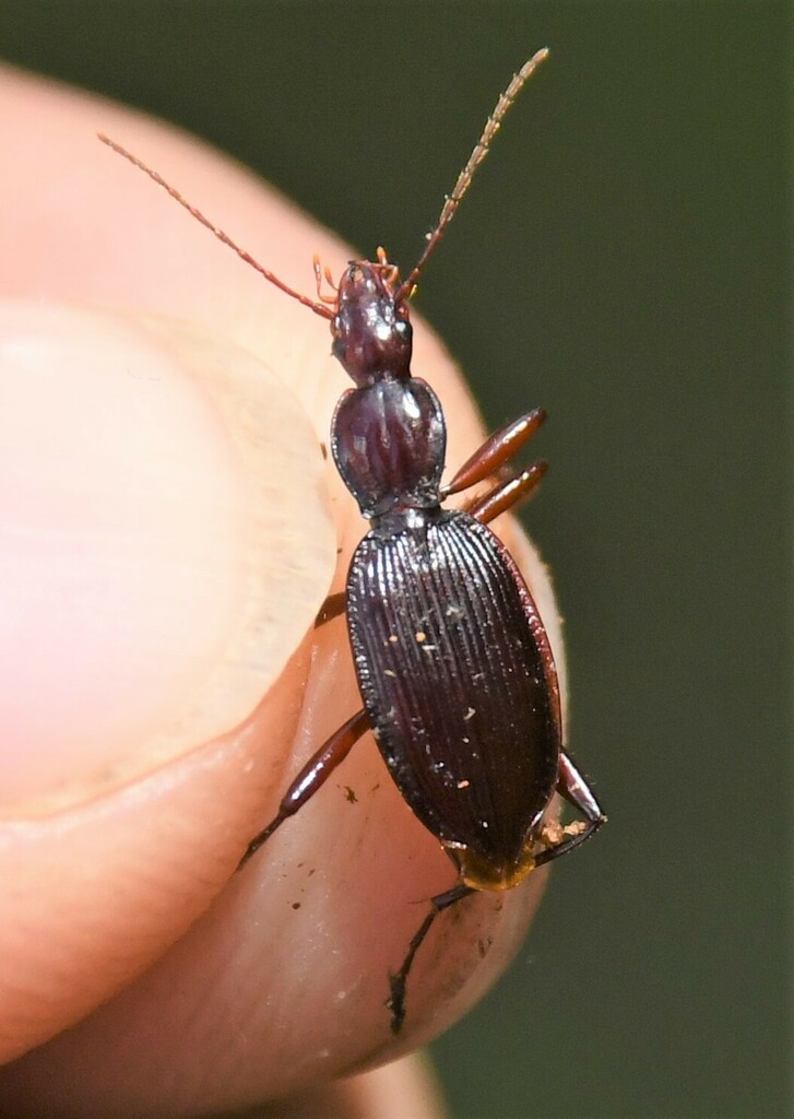 Rhadine from Sandoval County, NM, USA on August 13, 2023 at 11:17 AM by ...