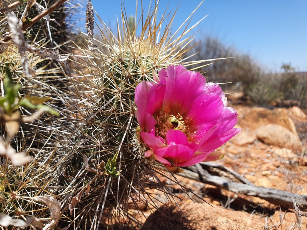 Echinocereus engelmannii engelmannii from San Quintín, B.C., Mexico on ...