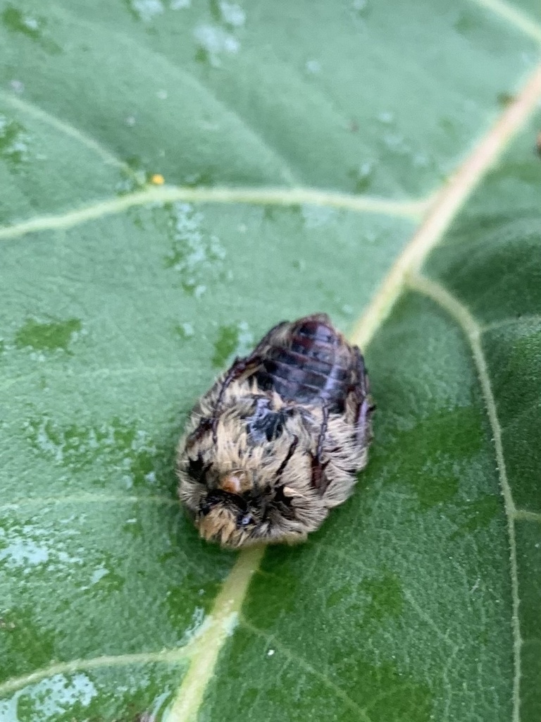 Bumble Flower Beetle from Noble Ave N, Brooklyn Park, MN, US on August ...