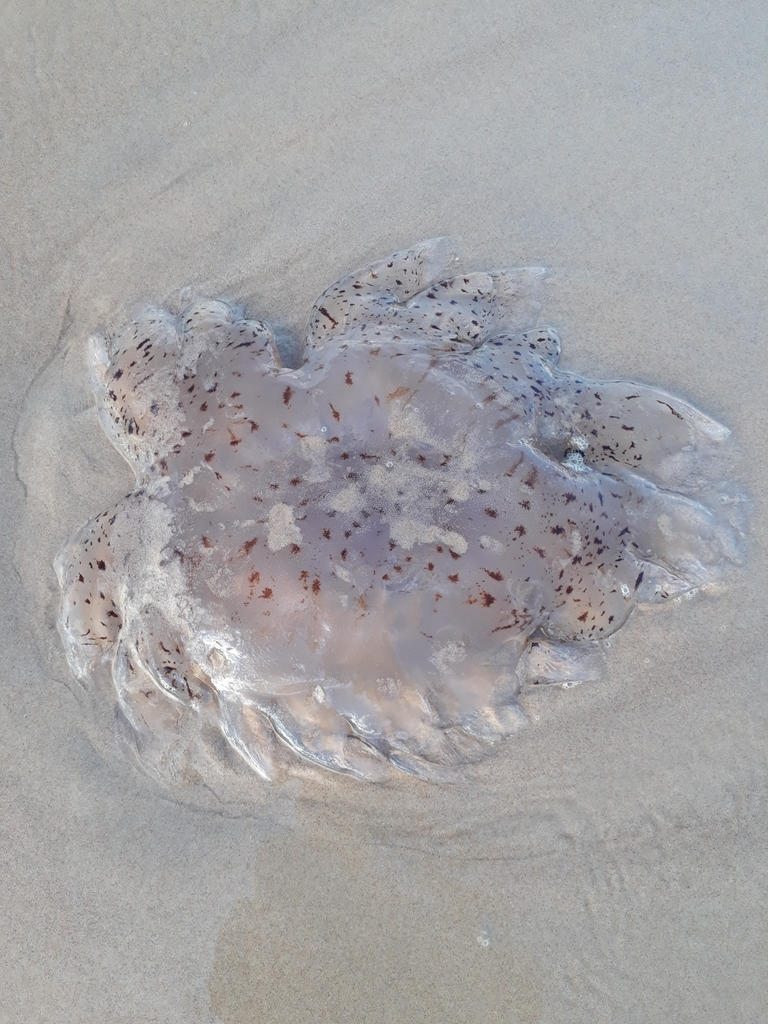 Snotty Jelly from Bongil Bongil, Coffs Harbour - Pt A, AU-NS, AU on ...