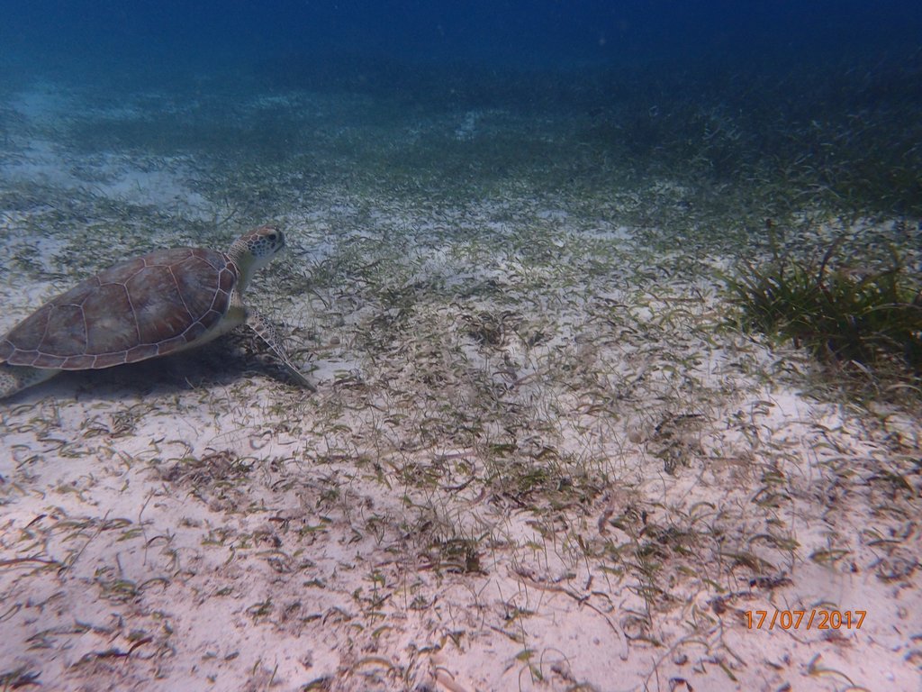 Green Sea Turtle in July 2017 by John C.. Peter Island, BVIs. · iNaturalist