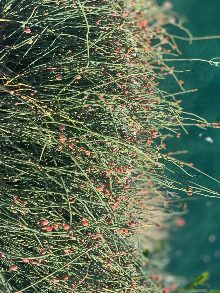 Jointfirs from Ulica Grge Novaka, Split, 17, HR on August 14, 2023 at ...