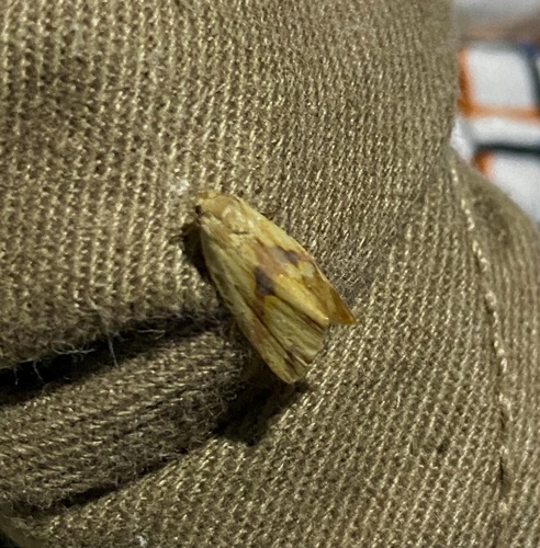 Naranga diffusa · NaturaLista Colombia