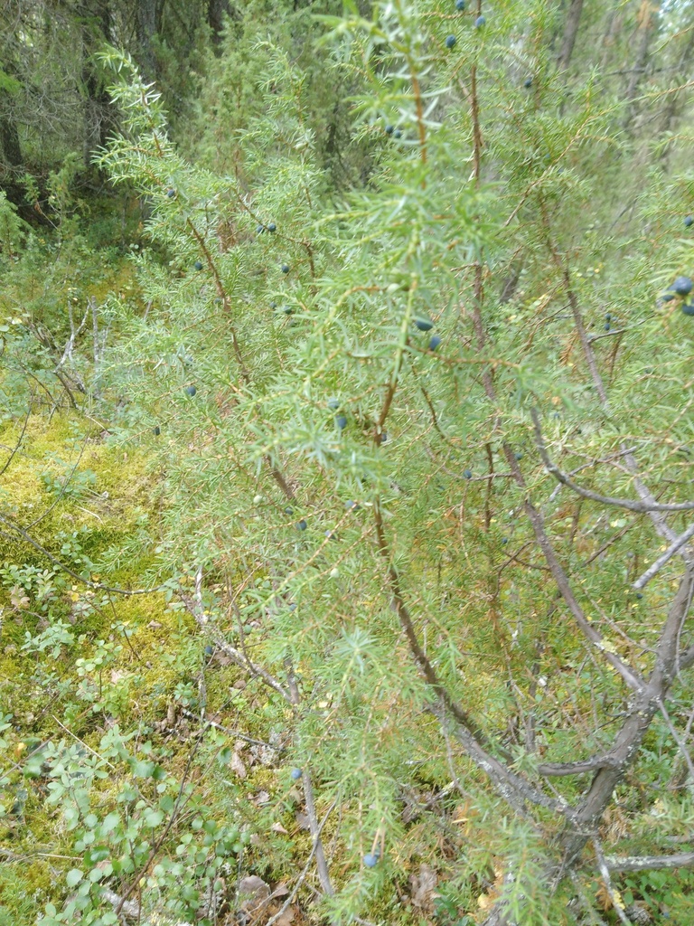 common juniper from Berezovskiy rayon, Khanty-Mansiy, Russia on August ...