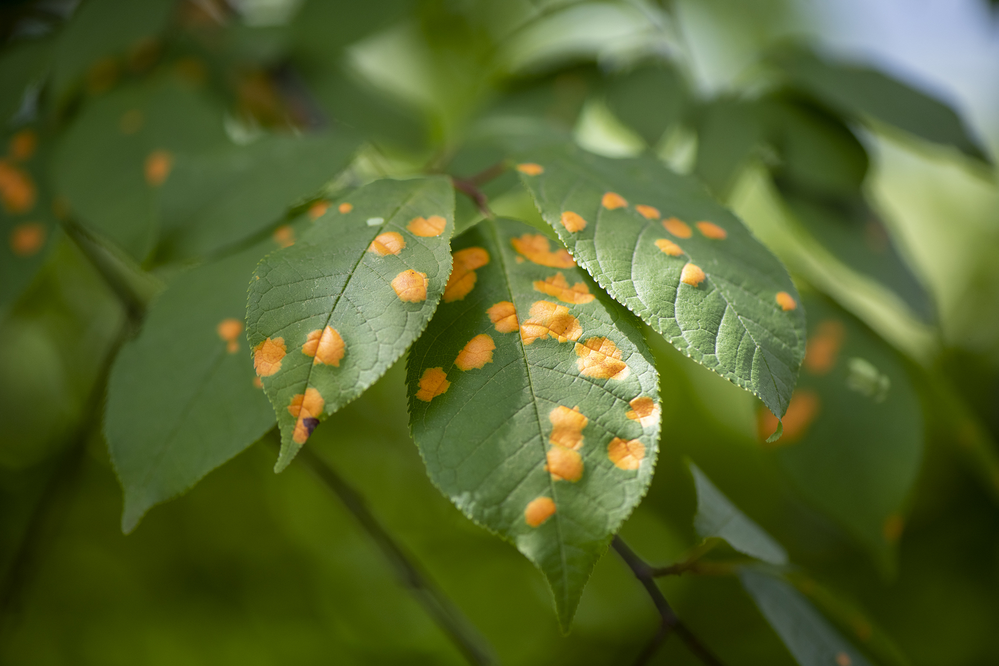 Polystigma fulvum