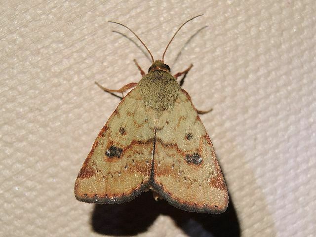 Spotted Straw Moth in August 2023 by privatenoaccess · iNaturalist