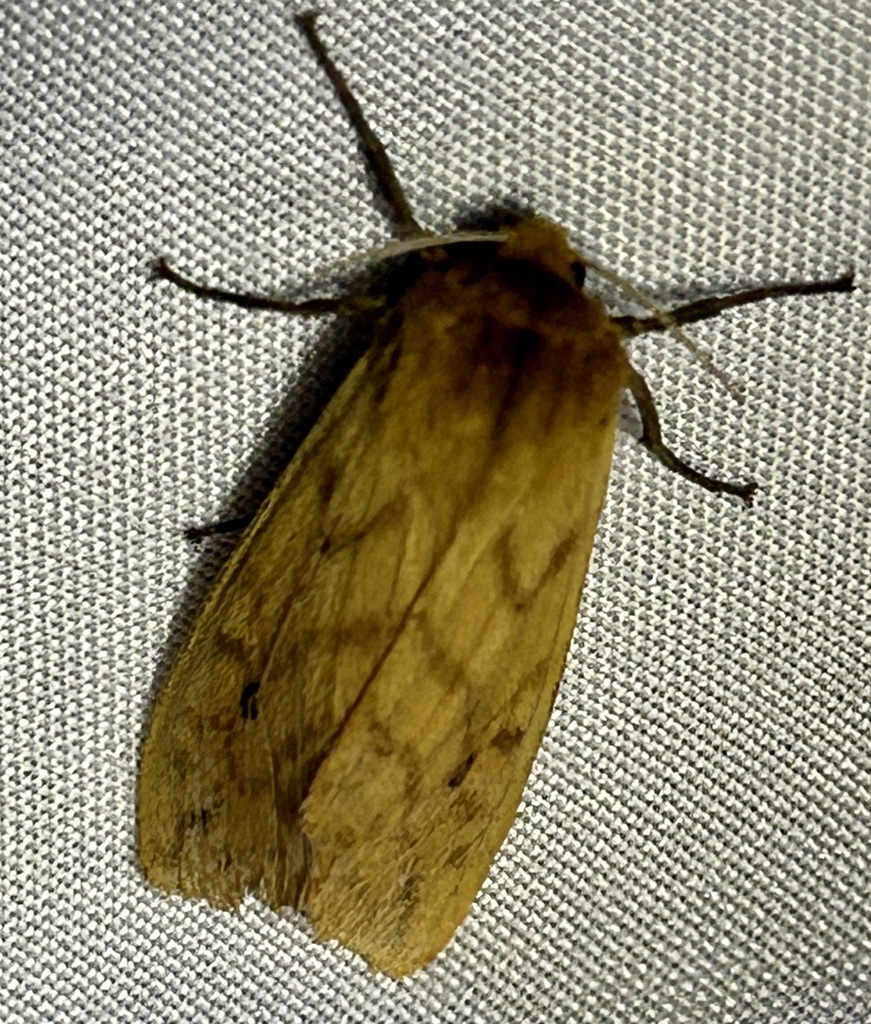 Isabella Tiger Moth from Lloyd Harbor, NY, USA on August 13, 2023 at 09 ...