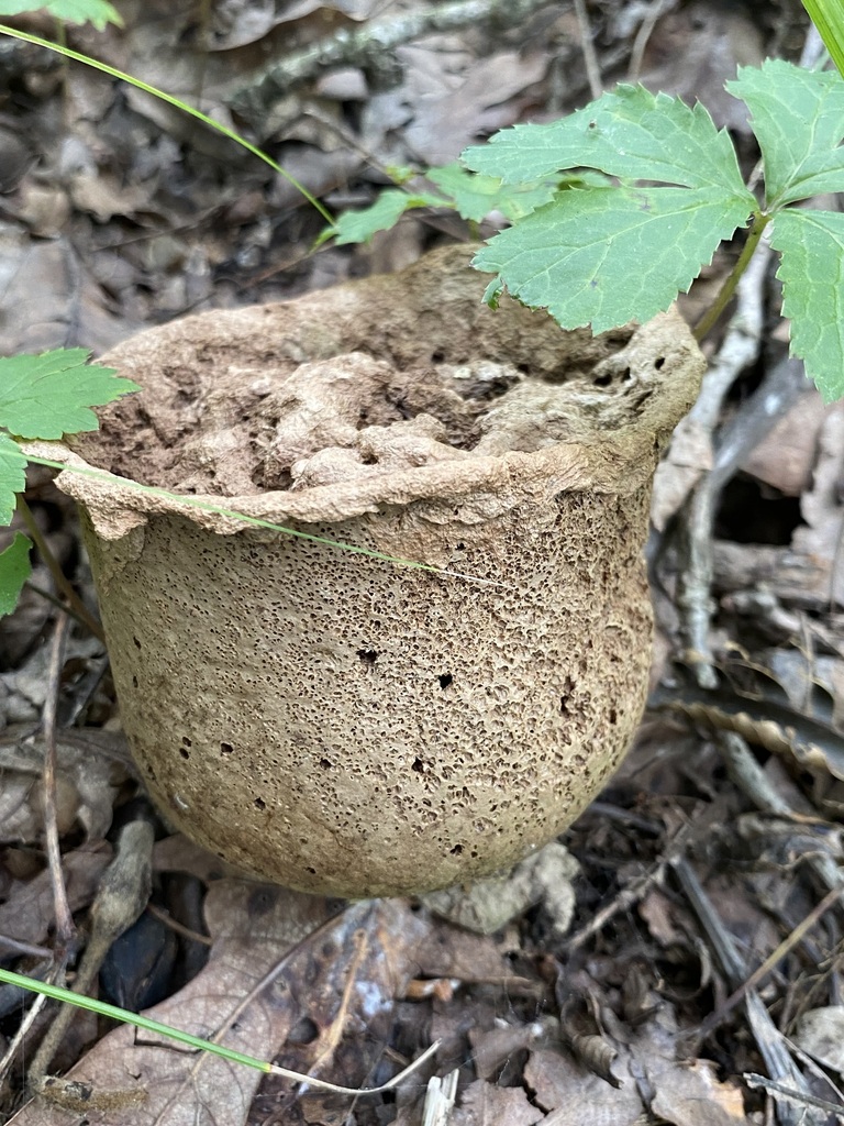 Brain puffball in August 2023 by jim · iNaturalist