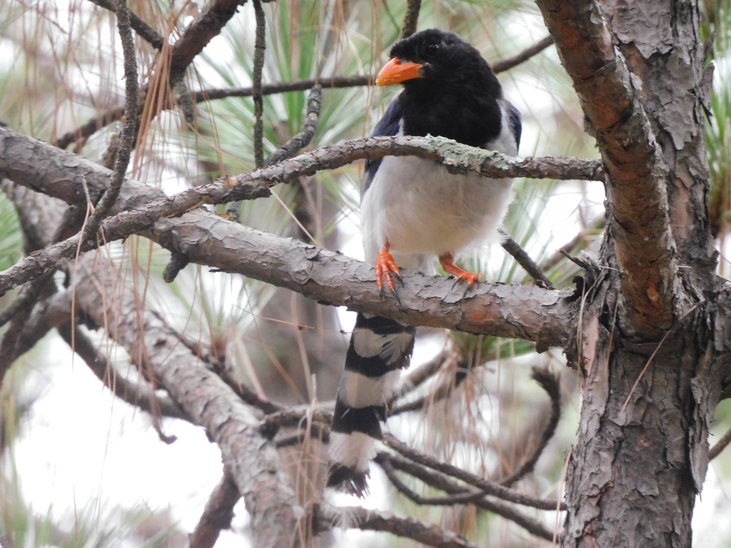 Red-billed Blue-Magpie from Almora on August 8, 2023 at 06:03 PM by ...