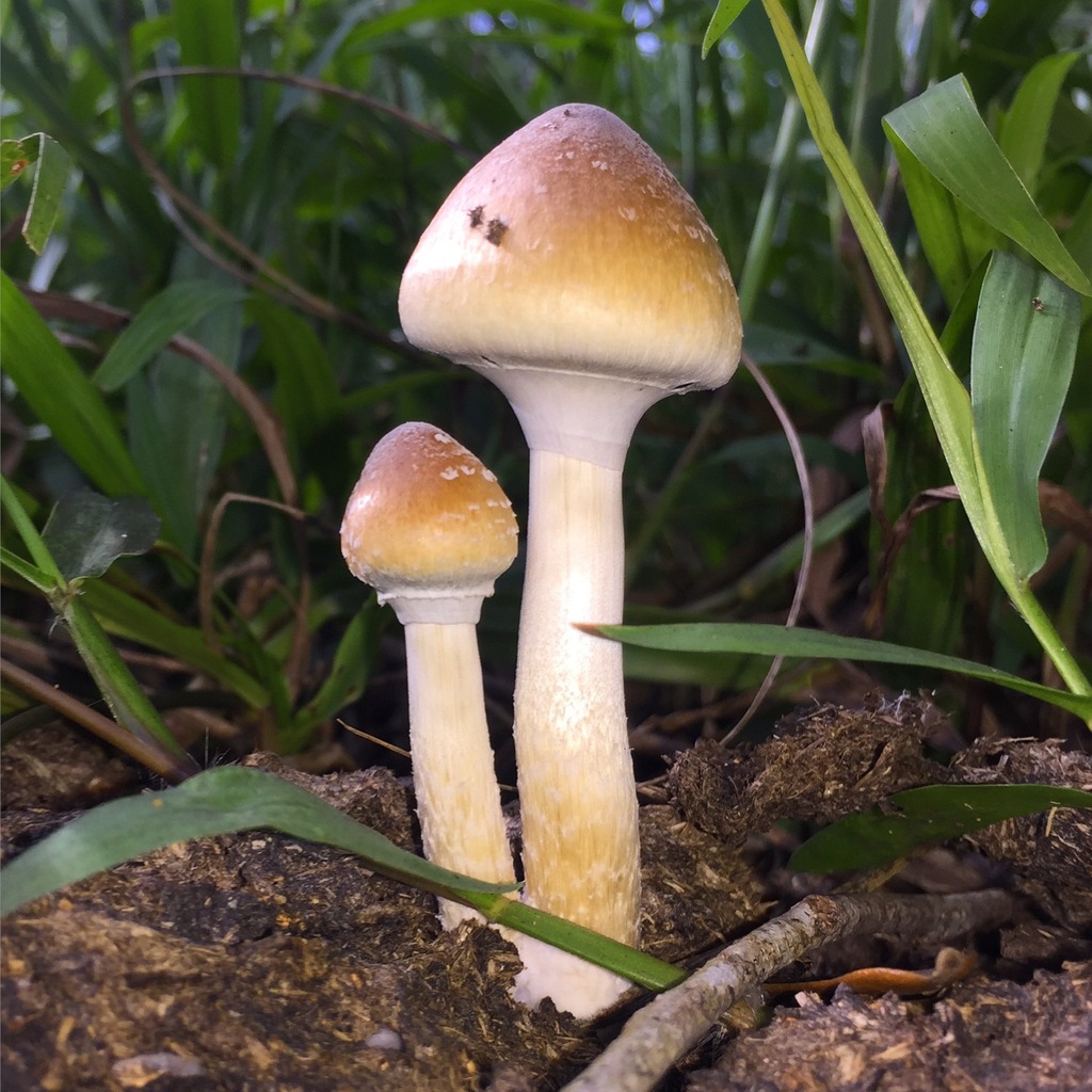 Magic Mushroom from Volusia County, FL, USA on July 8, 2016 at 05:53 PM ...