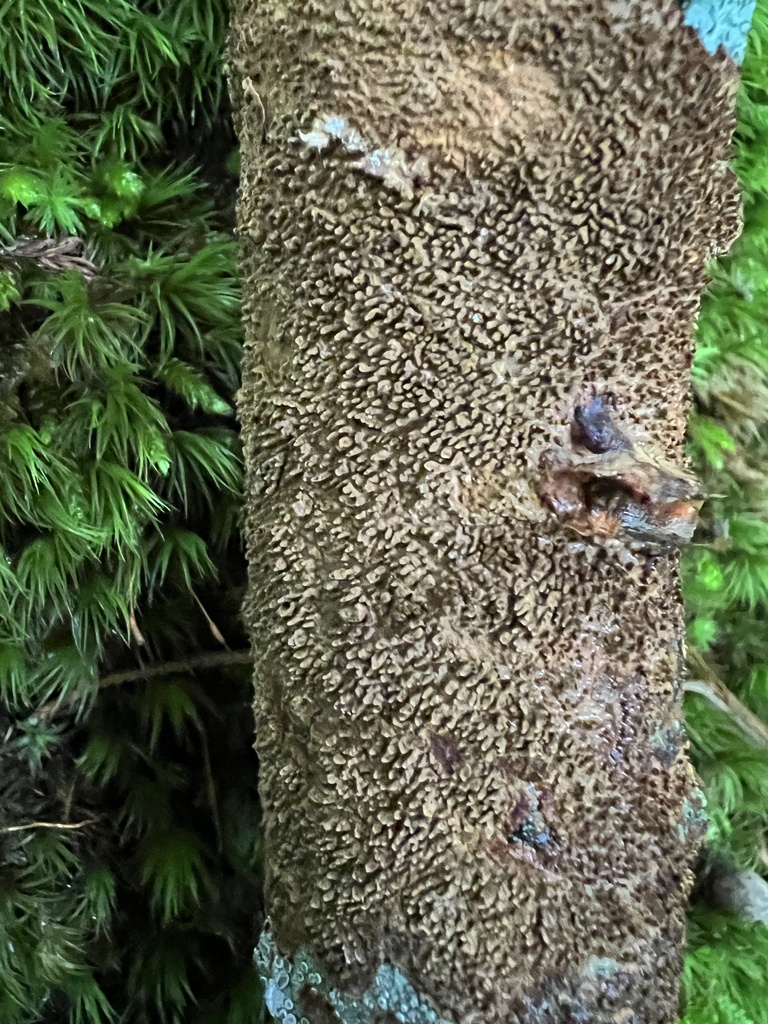 brown-toothed crust fungus from Albert Johnson Rd, Nashville, IN, US on ...