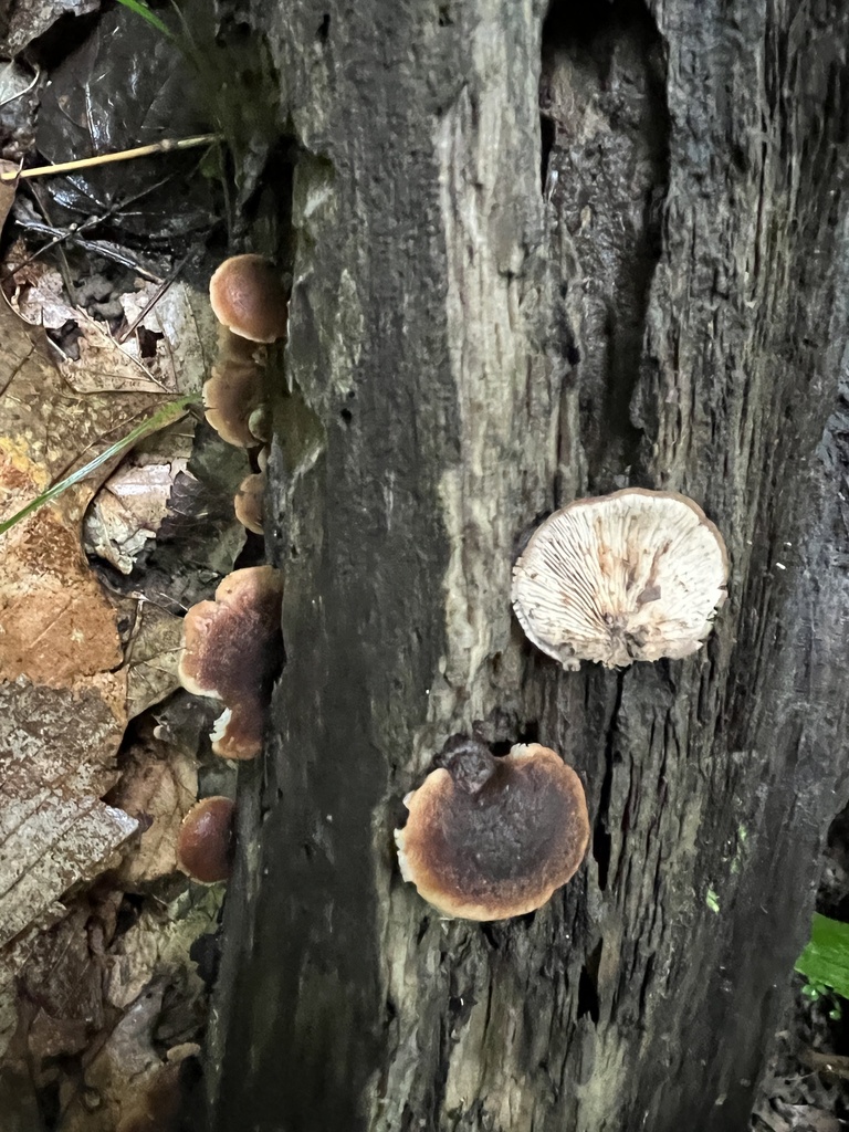 bear lentinus from Albert Johnson Rd, Nashville, IN, US on August 14 ...