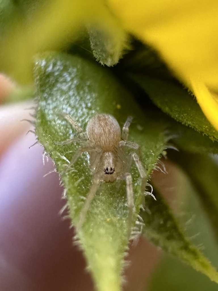 Ghost Spiders from W Kodiak Dr, Meridian, ID, US on August 14, 2023 at ...