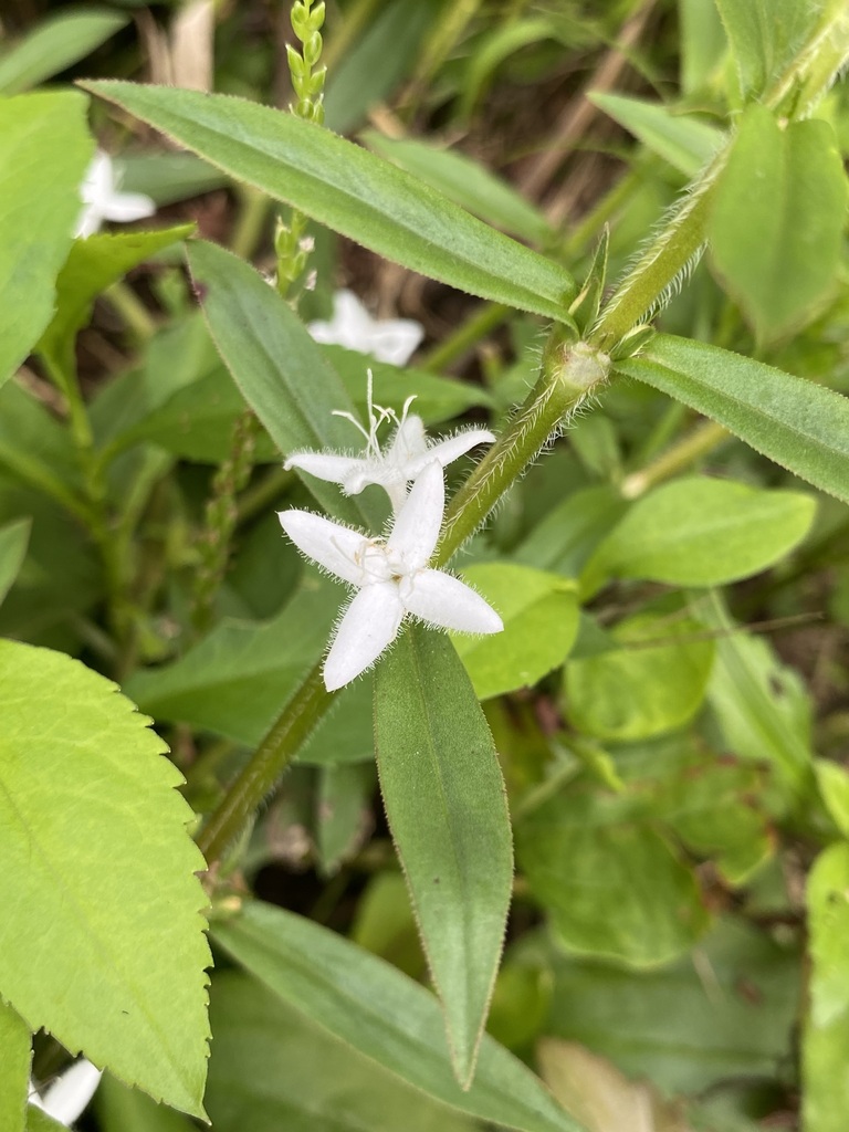 buttonweed in August 2023 by jim · iNaturalist