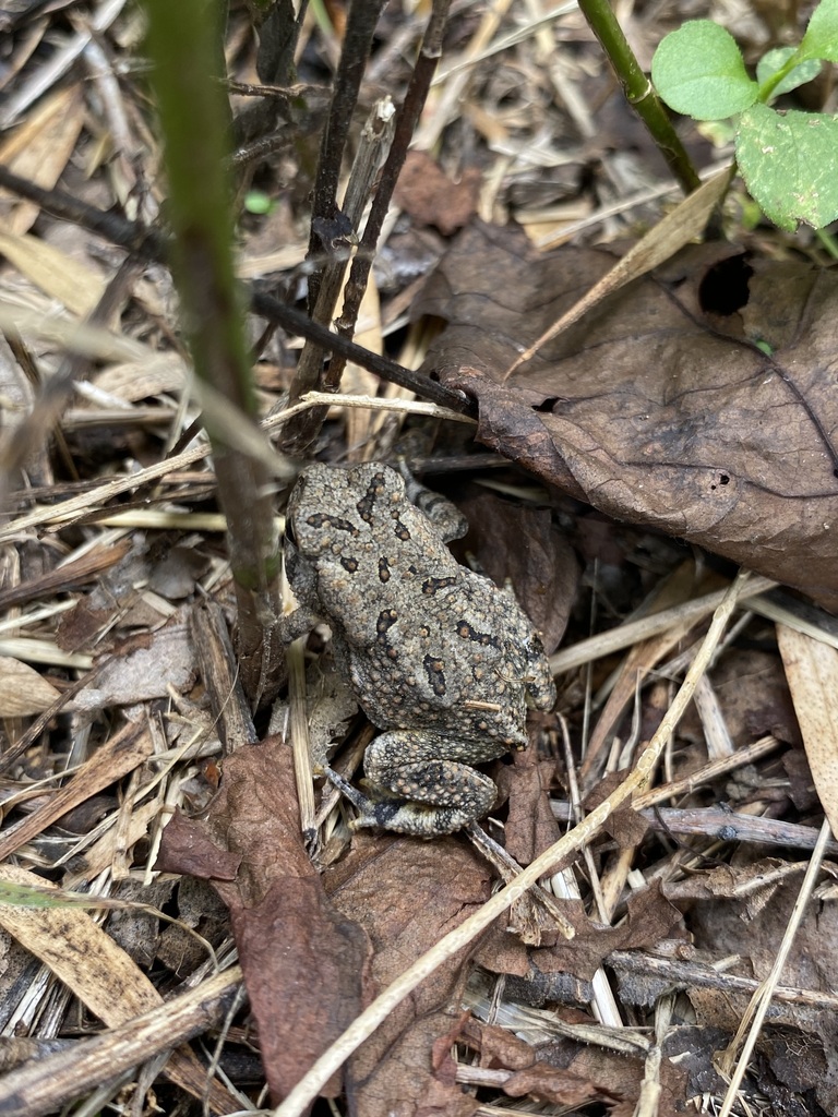 Fowler's Toad in August 2023 by jim · iNaturalist