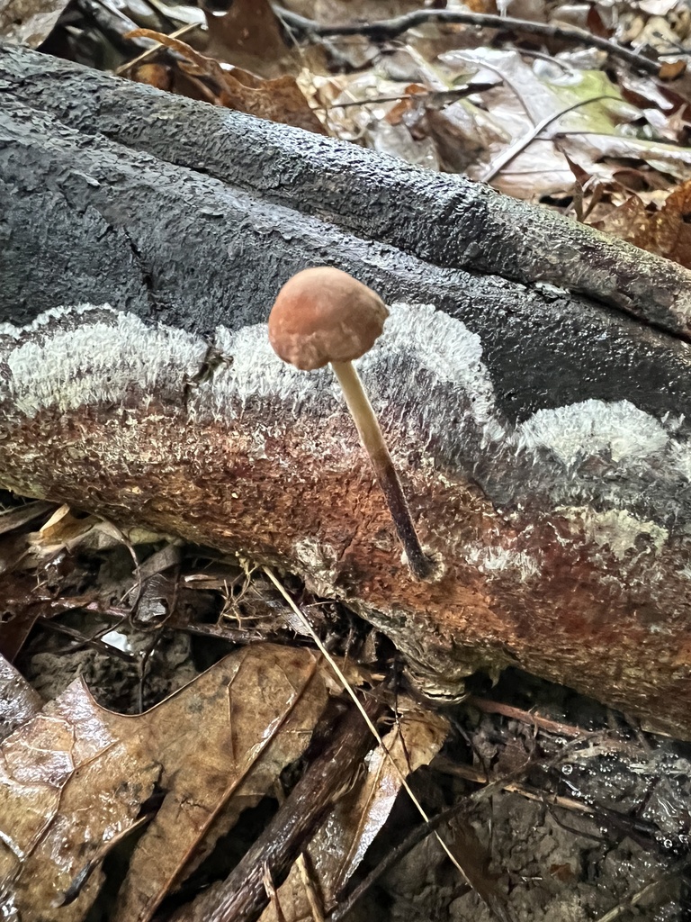 Heimiomyces from Albert Johnson Rd, Nashville, IN, US on August 14 ...