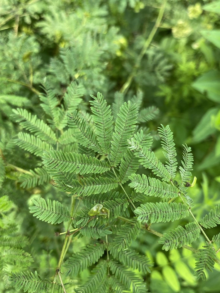 Illinois bundleflower in August 2023 by jim · iNaturalist