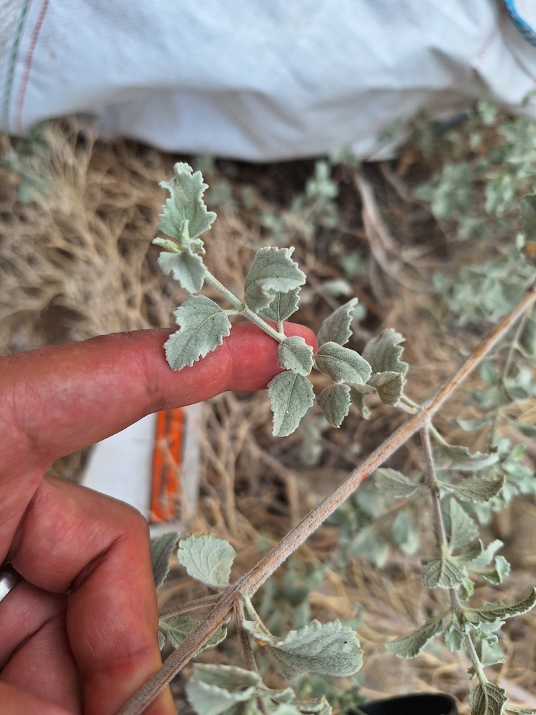 desert lavender from Riverside County, US-CA, US on August 9, 2023 at ...