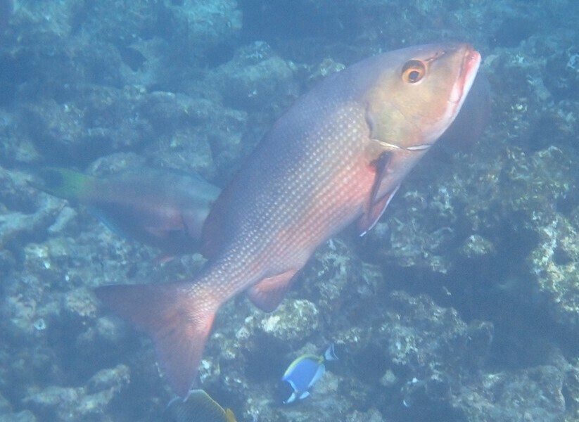 Two-spot Red Snapper from Noonu Atoll, Maldives on July 28, 2023 at 06: ...