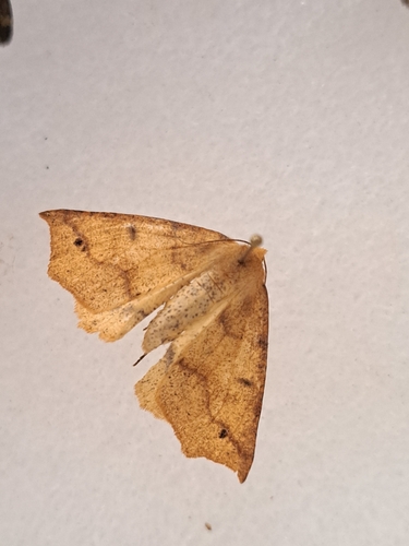 (Cirsodes arceno)