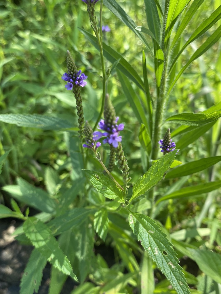 blue vervain in August 2023 by jim · iNaturalist