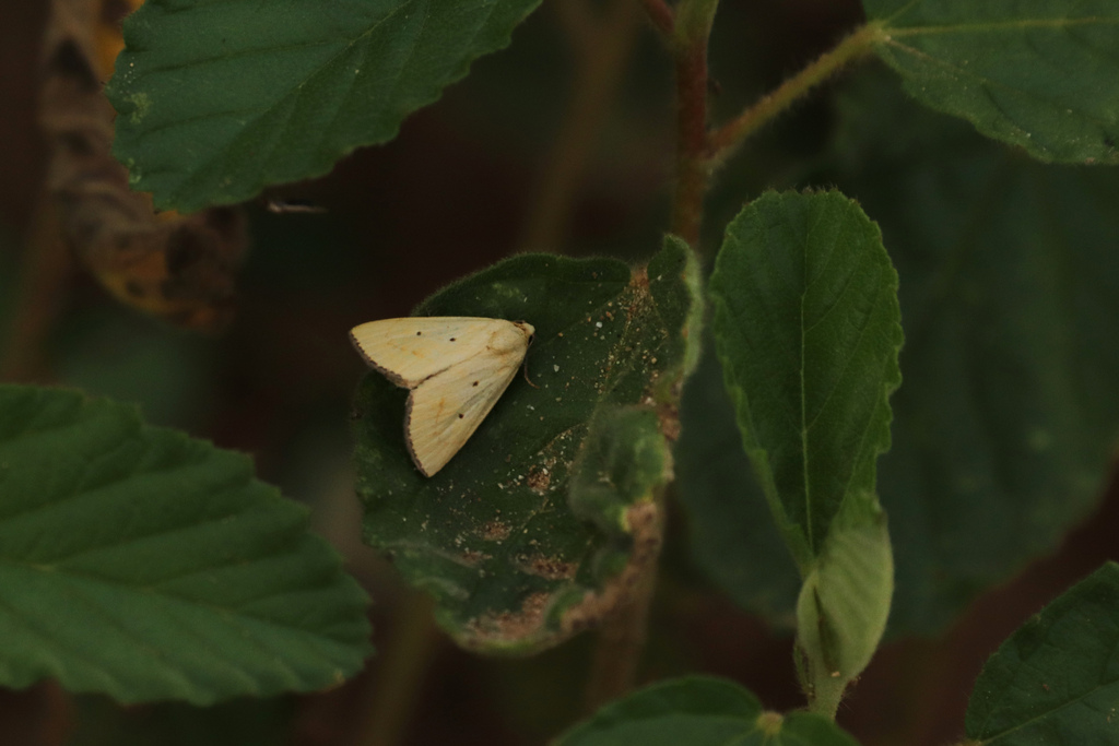 Lemon Moths from Cosalá, Sin., México on August 11, 2023 at 06:26 PM by ...