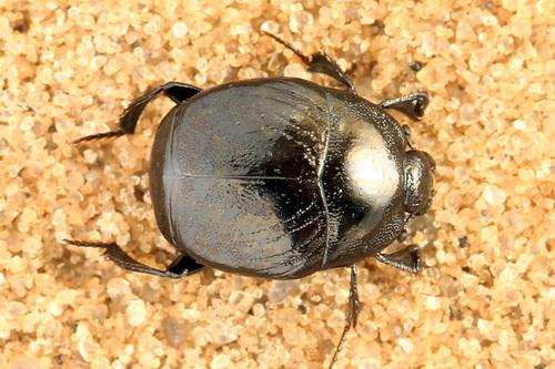 Saprinus semistriatus · iNaturalist