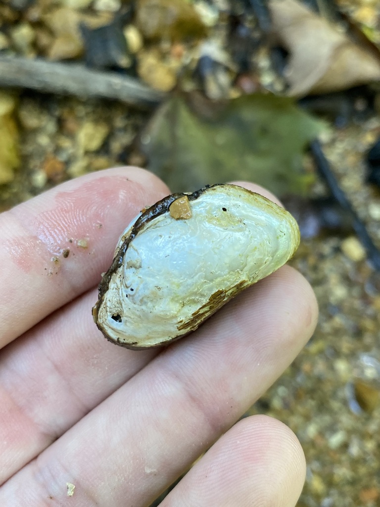 Slippershell Mussel in August 2023 by jim · iNaturalist