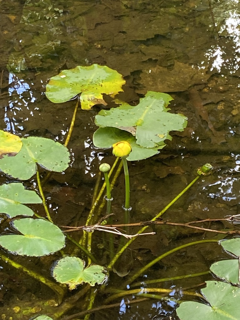 spatterdock in August 2023 by jim. Growing in a slough. · iNaturalist