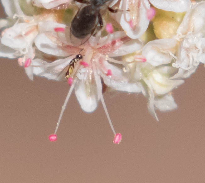 Micro Bee Flies from Mount Diablo State Park, MCVC, Contra Costa County ...