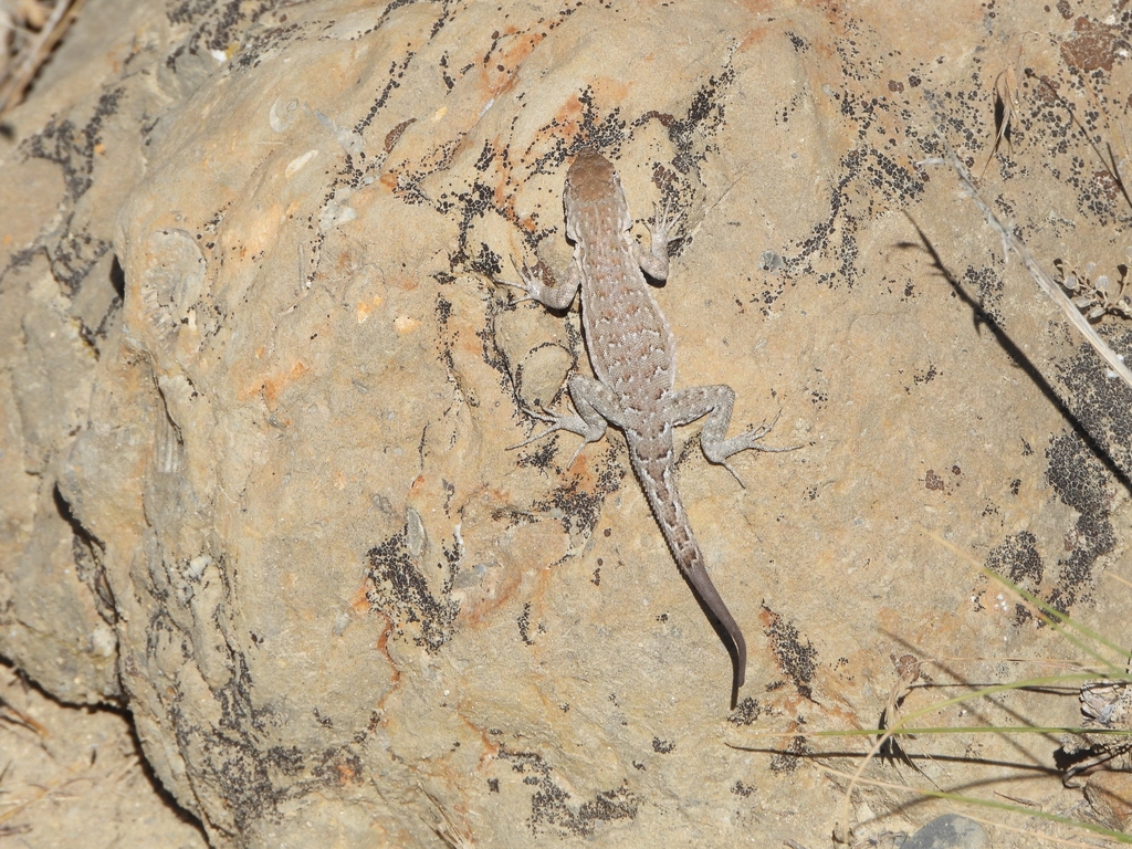 Northern Side-blotched Lizard from Utah County, UT, USA on August 14 ...