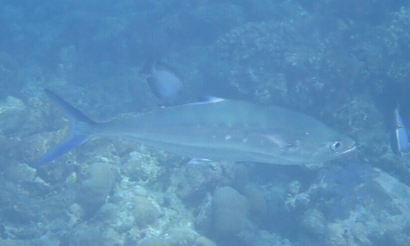Lesser Queenfish from Noonu Atoll, Maldives on July 31, 2023 at 06:19 ...