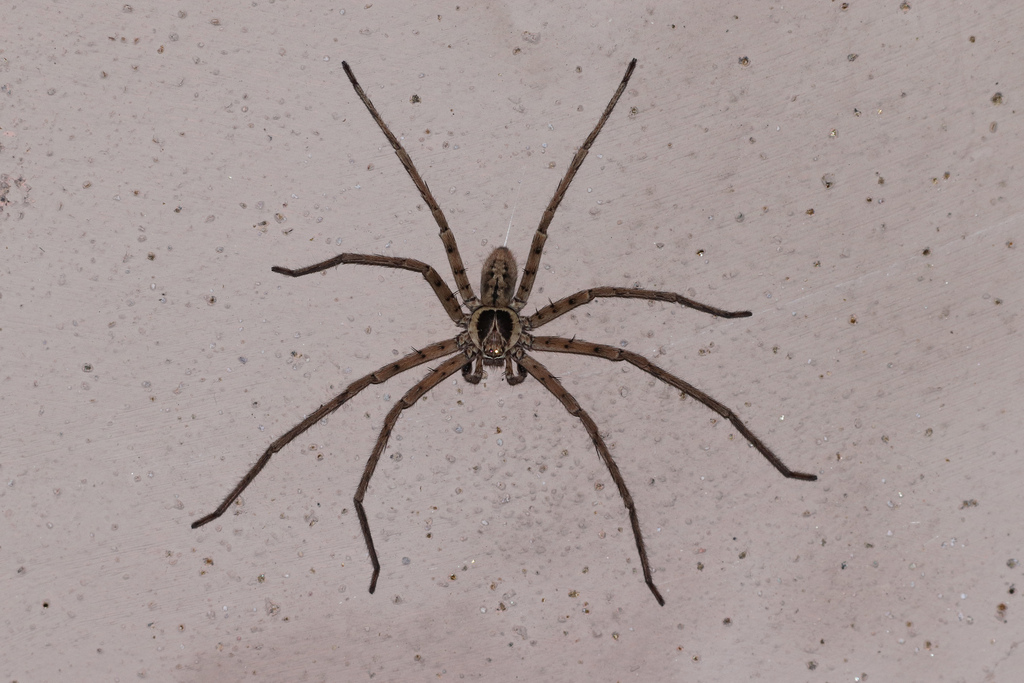 Pantropical Huntsman Spider from Cosalá, Sin., México on August 11 ...