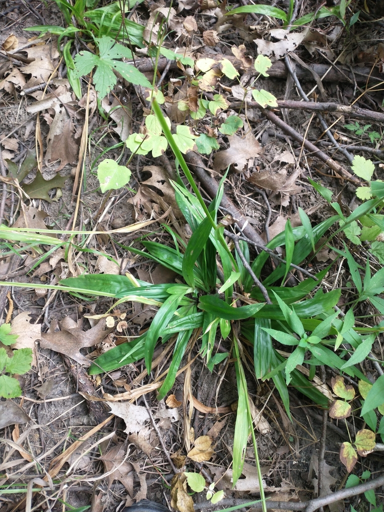 White Bear Sedge from Glenview, IL 60025, USA on August 14, 2023 at 11: ...
