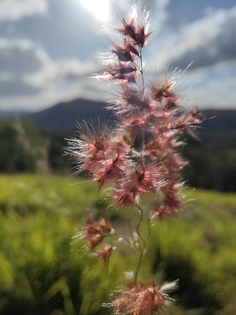 Natal grass from Imbil on May 12, 2023 at 02:56 PM by lrnaturalist ...