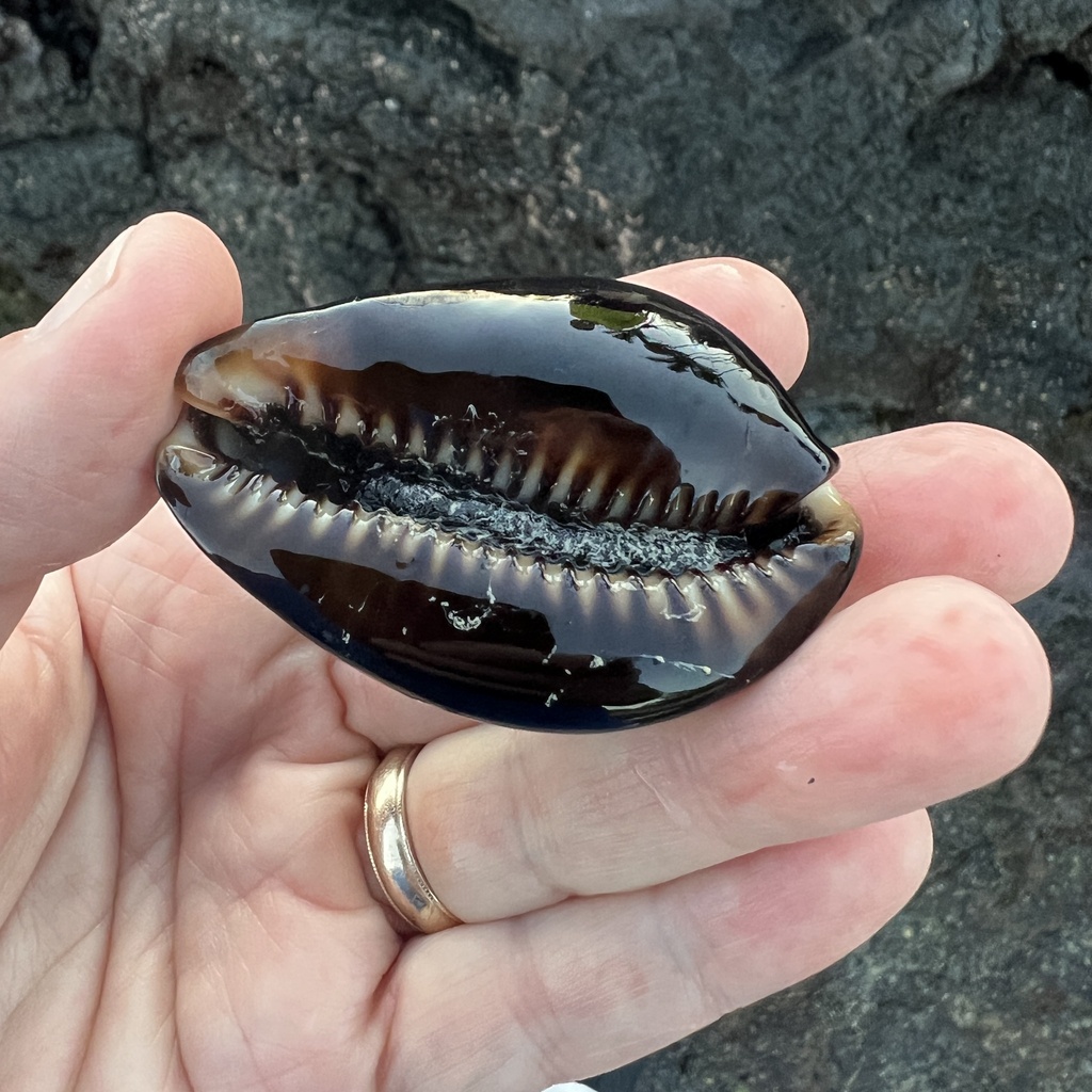 Humpback Cowry from North Pacific Ocean, Kamuela, HI, US on August 14 ...