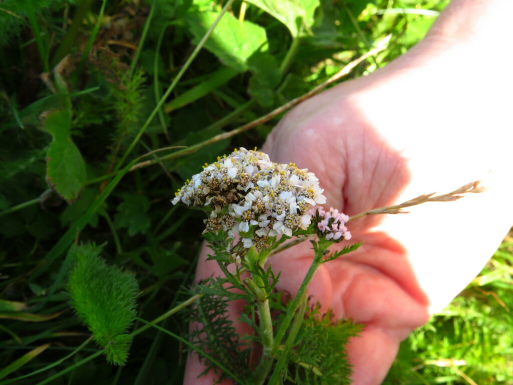 common yarrow from Shetland Islands, UK on August 14, 2023 at 02:17 PM ...