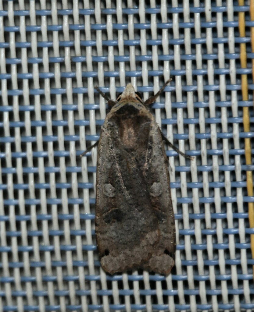 Large Yellow Underwing in August 2023 by Rose Chin · iNaturalist