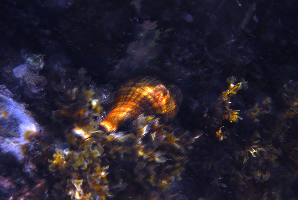 Australian Horse Conch from Haycock Point, Carrickalinga SA 5204 ...