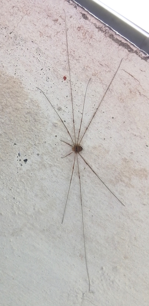 Fork-palped Harvestman from GONNETOT - Grande Rue, 76730 Gonnetot ...