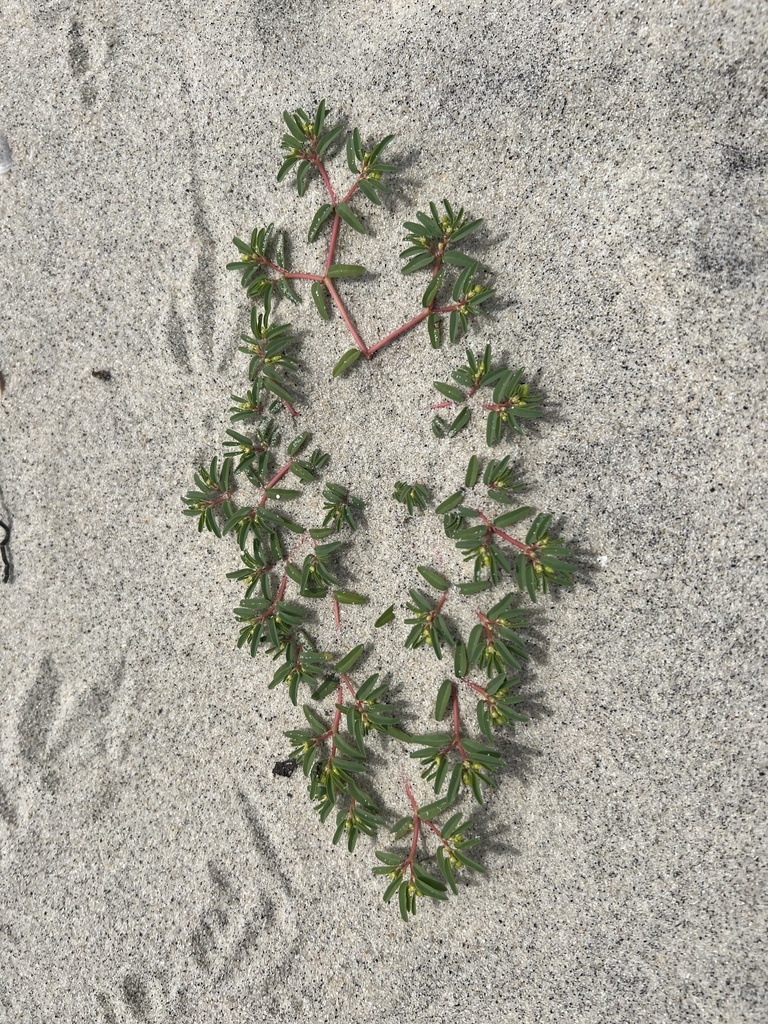 seaside sandmat from Craigville, Barnstable, MA, US on August 14, 2023 ...