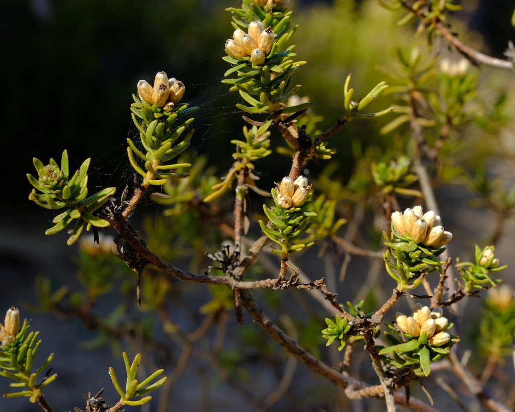 Gluey Perdekaroo from Piekenierskloof Pass; s base on February 5, 2019 ...