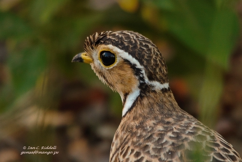 Three-banded Courser (Rhinoptilus cinctus) - Avian Discovery