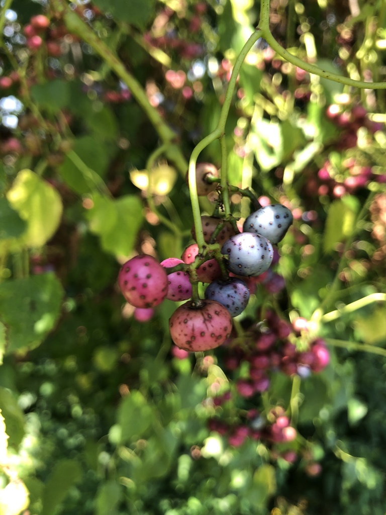 heart leaf peppervine from Old Lewisburg Hwy, Columbia, TN, US on ...
