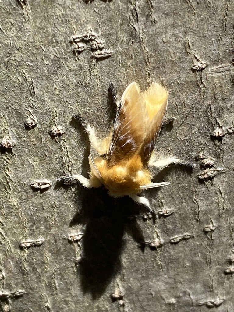Southern Flannel Moth from Fort Worth Botanic Garden, Fort Worth, TX ...