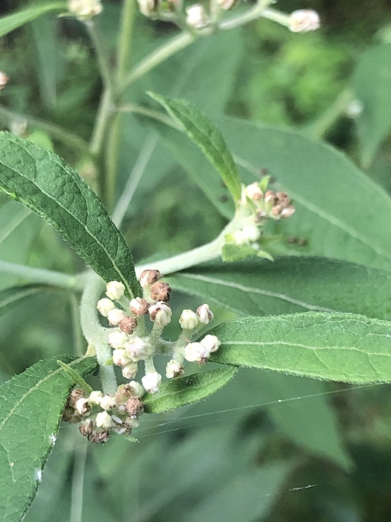 frostweed from Francis Marion National Forest, Cordesville, SC, US on ...